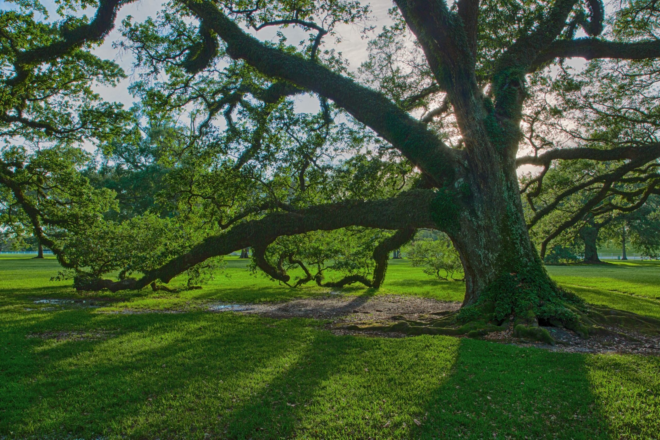 Past Photo Contests | Oak Alley Foundation